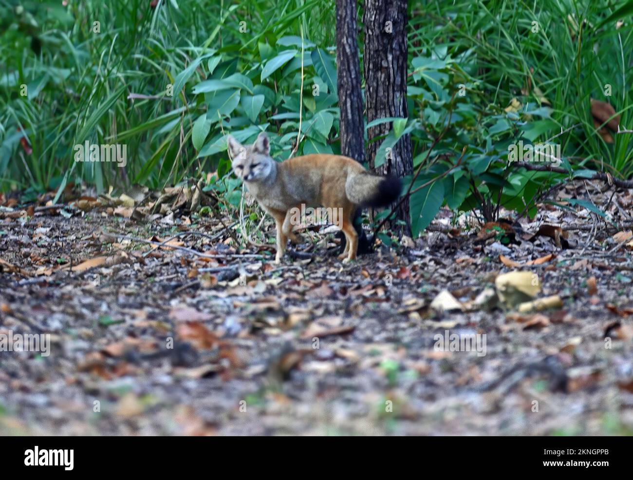 Vulpes aureus hi-res stock photography and images - Alamy