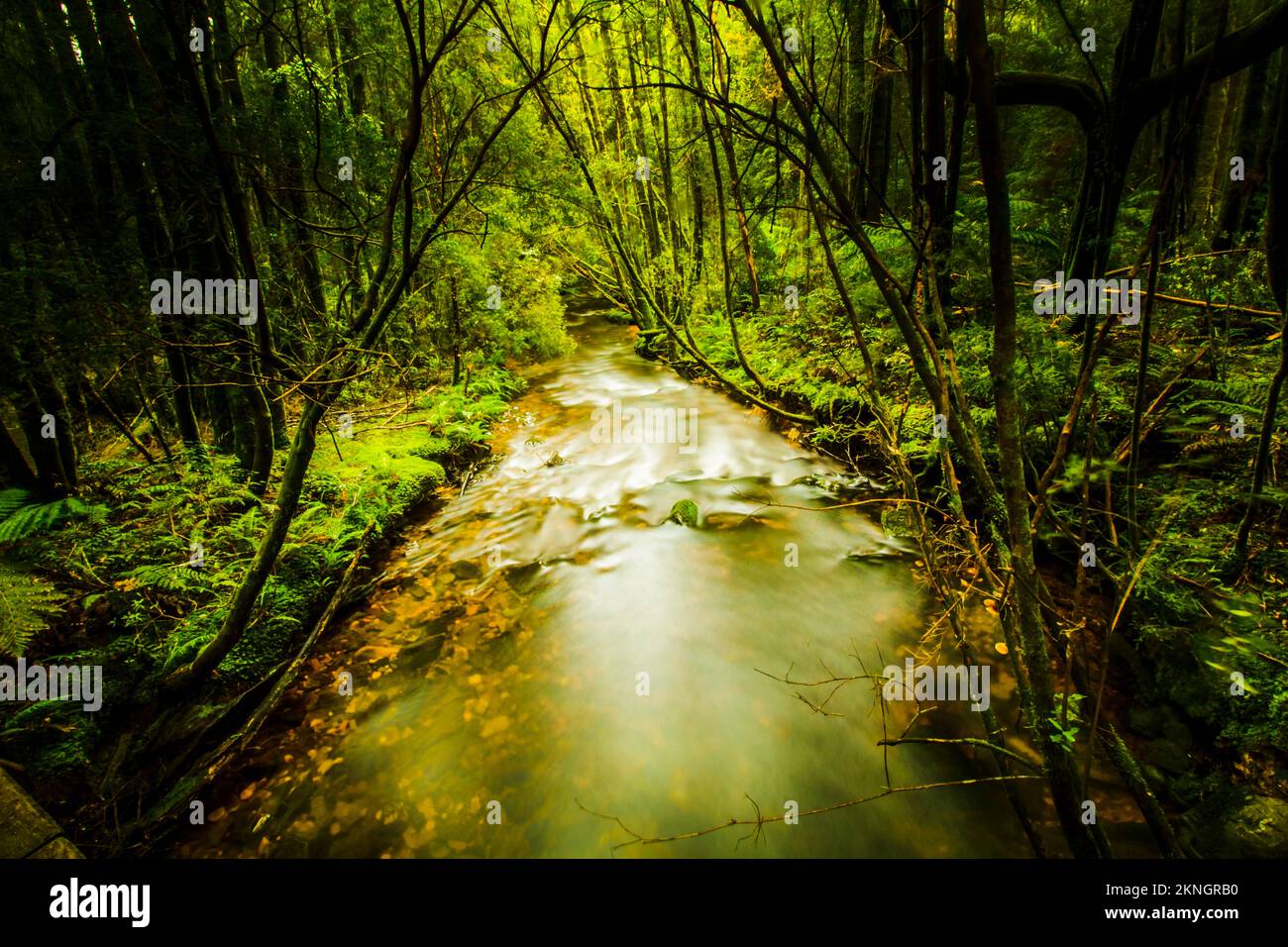 River flowing through lowland rainforest hi-res stock photography and ...
