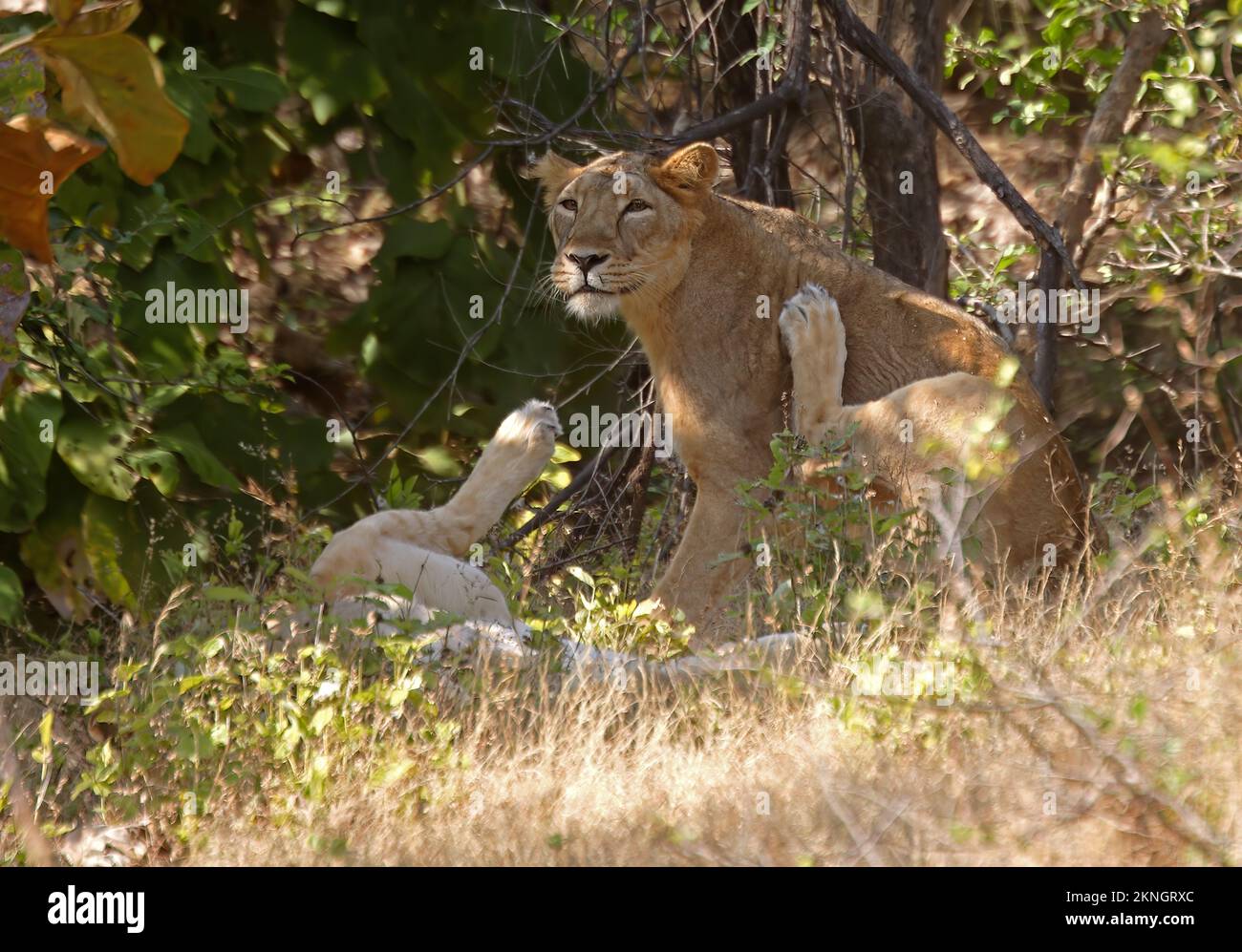 Indian Lion (Panthera leo persica) two female resting, one scratching ...