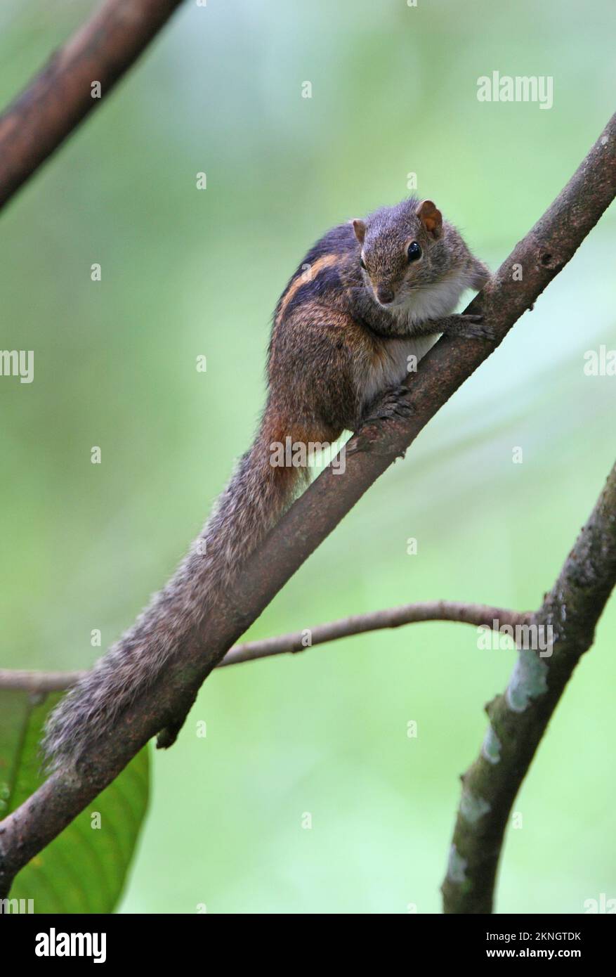 Indian Palm Squirrel (Funambulus palmarum) adult on branch Sri Lanka ...