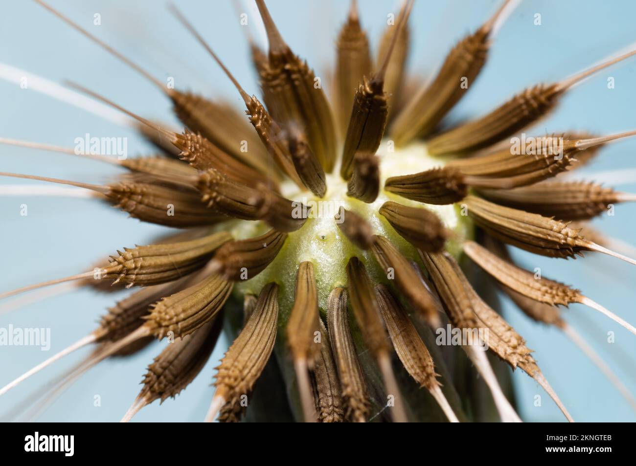 Dandelion seeds attached to the receptacle Stock Photo - Alamy