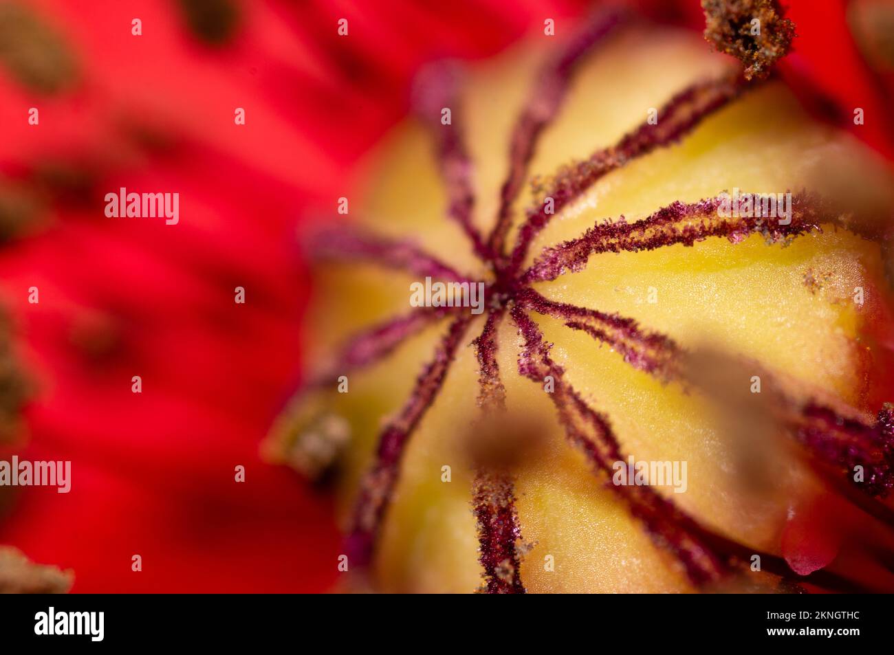 Close-up of a poppy stigma Stock Photo - Alamy