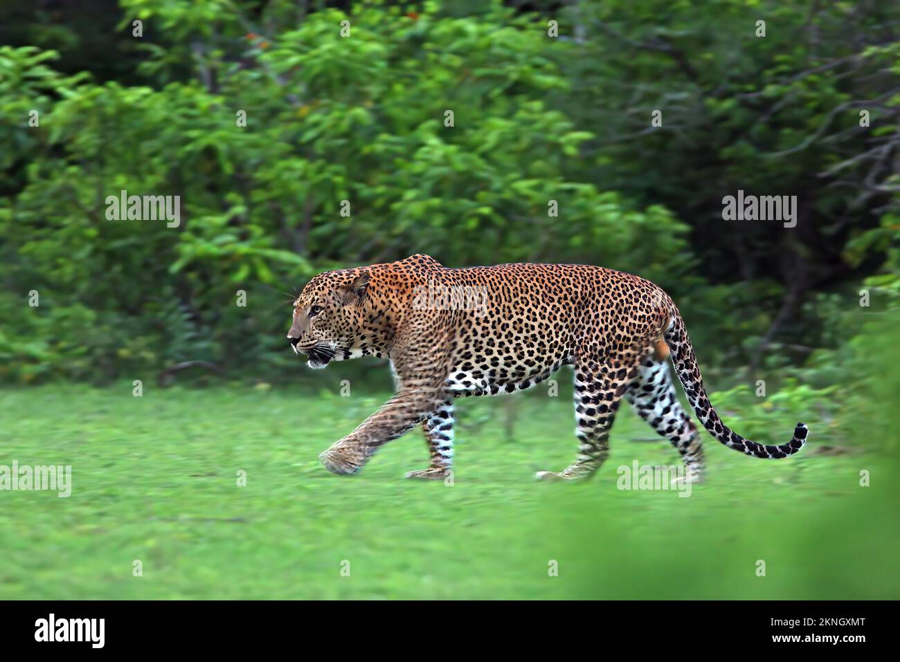 Leopard (Panthera pardus kotiya) adult male walking through clearing at ...