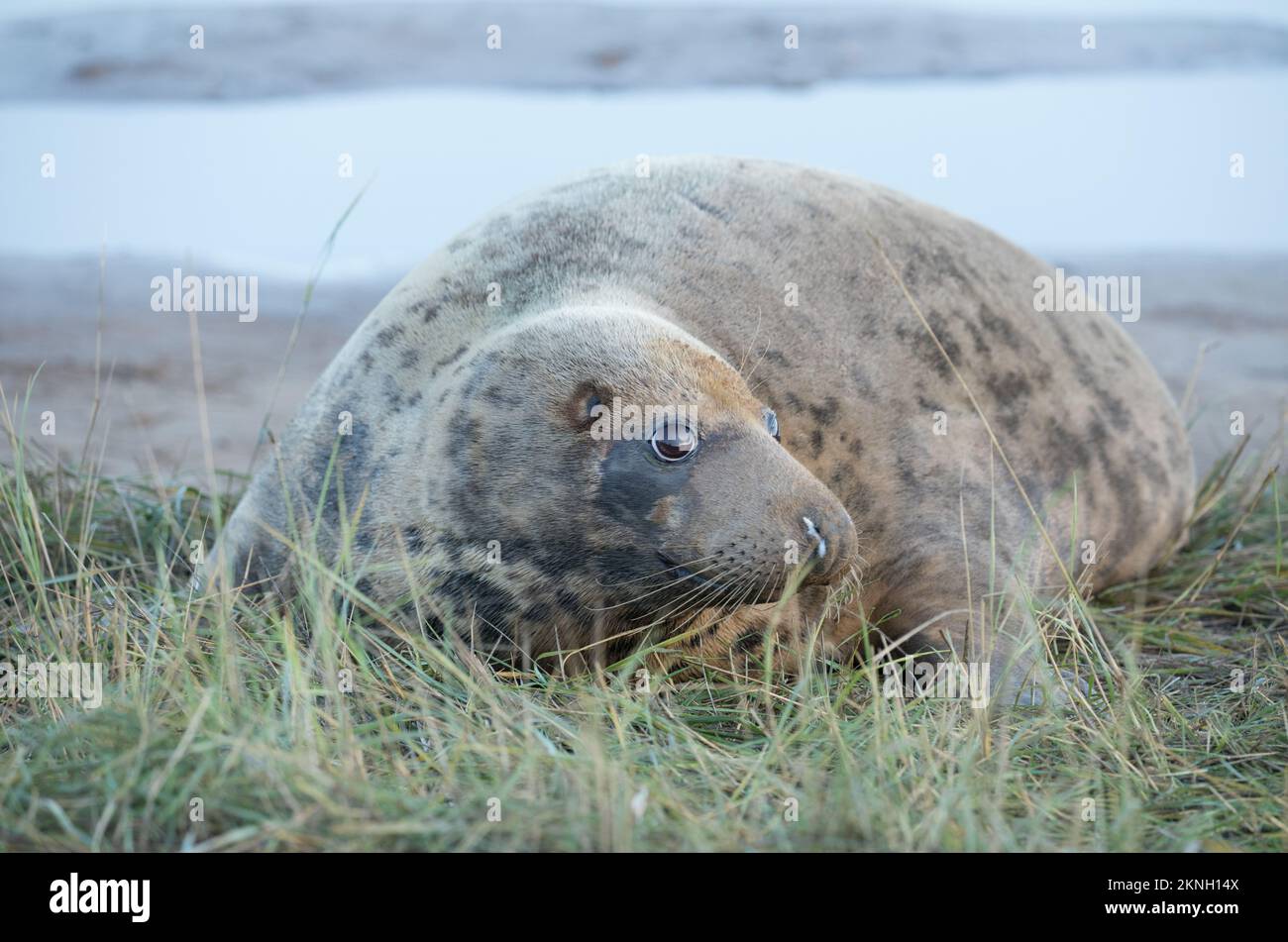 Cow seals hi-res stock photography and images - Alamy