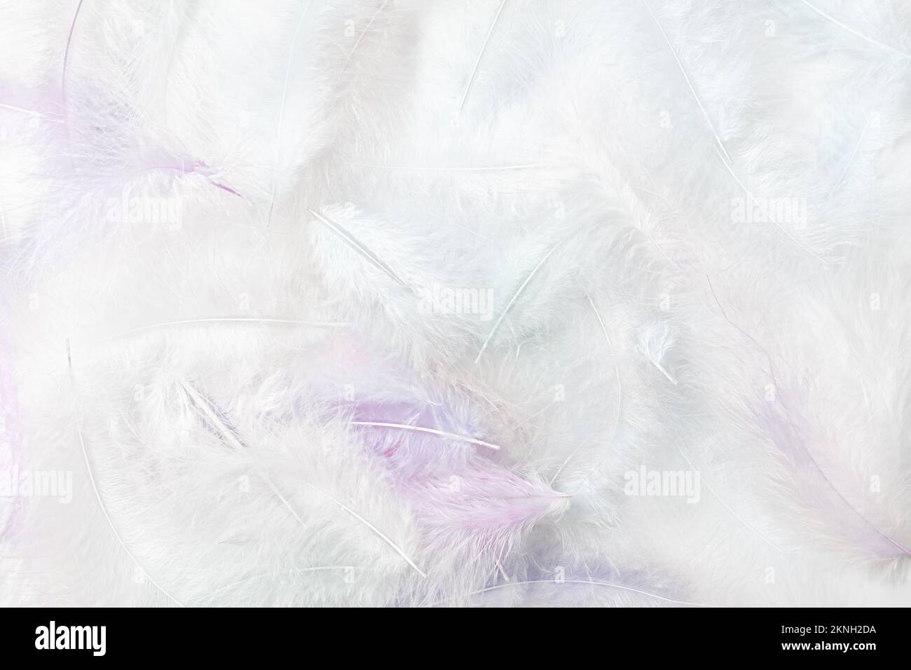 White, fluffy feathers. Background of delicate bird feathers Stock ...