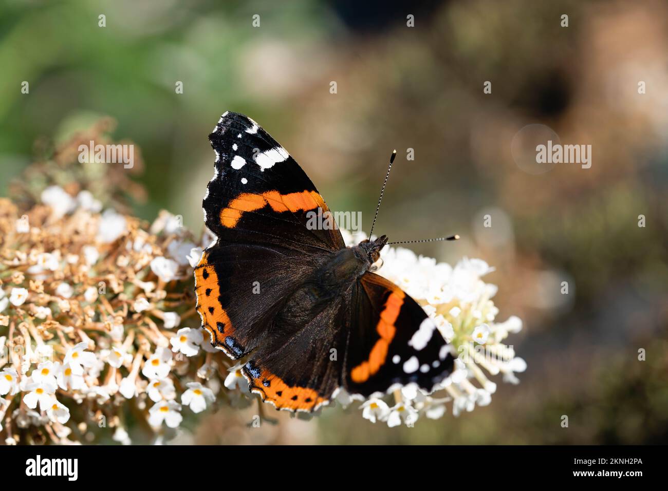 Admiral Vanessa atalanta butterfly next to the butterfly bush buddleja ...