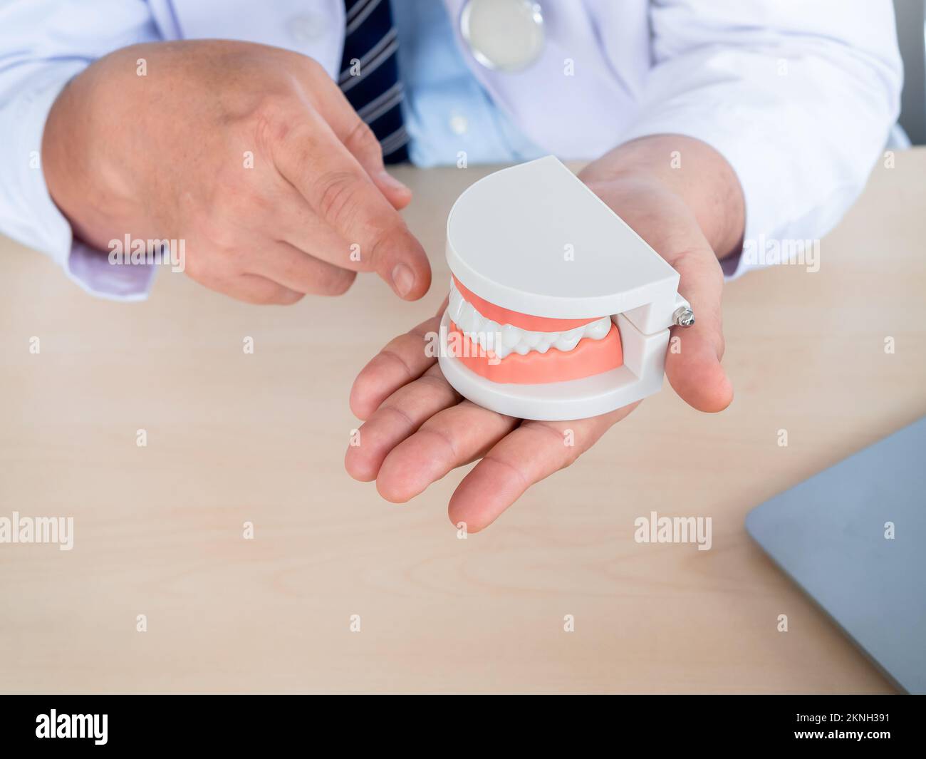 Close up a tooth model in dentist hand. Dentist male holding and ...