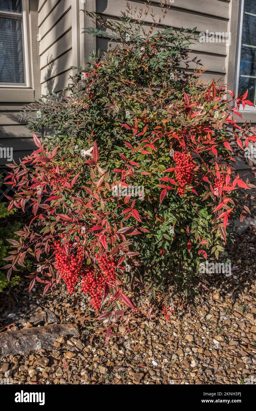 A nandina bush also know as a heavenly bamboo with leaves that turn red ...