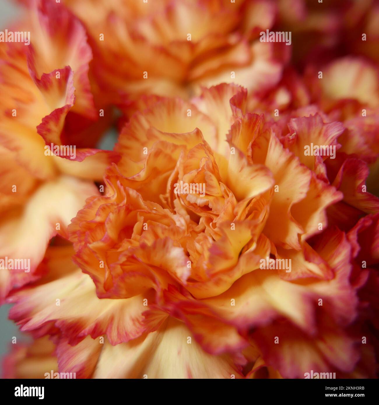 Closeup pink carnation dianthus hi-res stock photography and images - Alamy