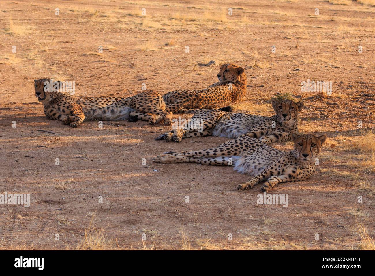 Cheetahs in the Namibian savannah. The fastest cats in the world ...