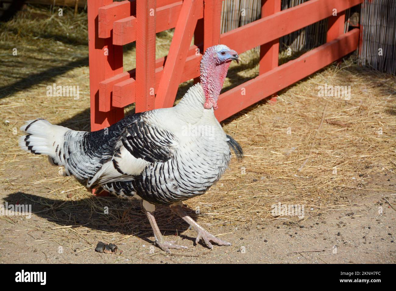 A large turkey bird with a red head on a farm in sunny weather in a ...