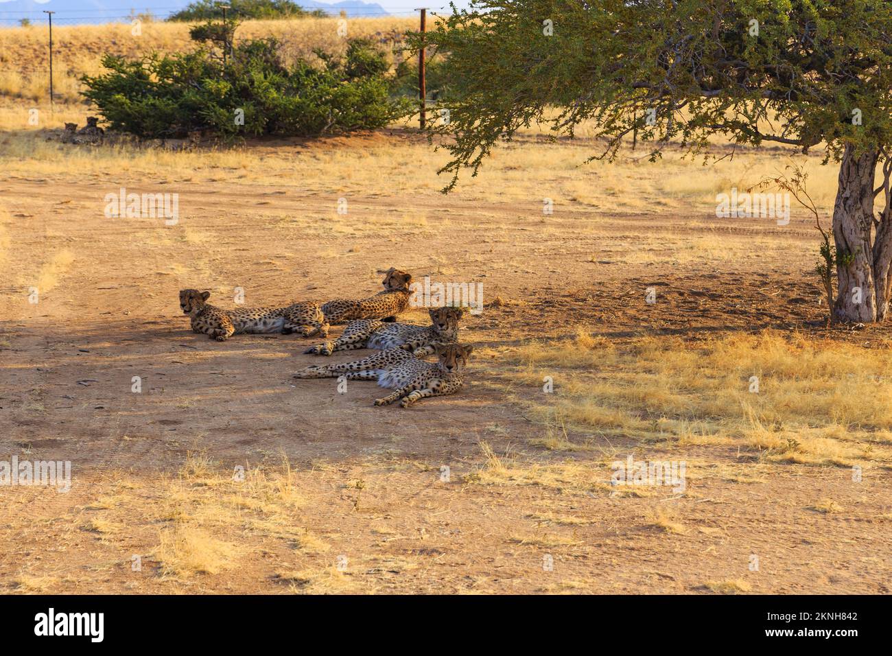 Cheetahs in the Namibian savannah. The fastest cats in the world ...
