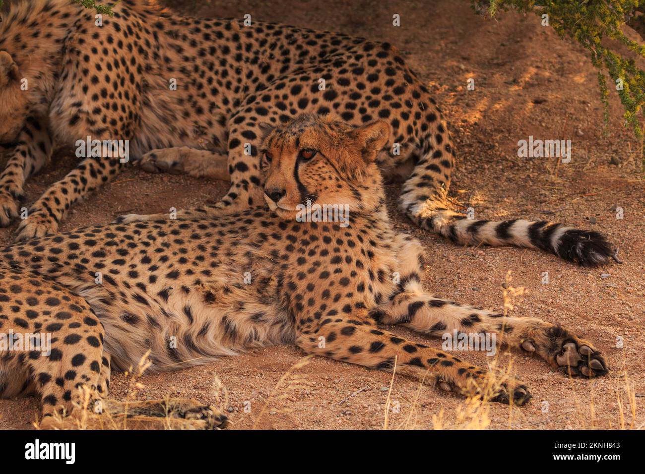 Cheetahs in the Namibian savannah. The fastest cats in the world ...