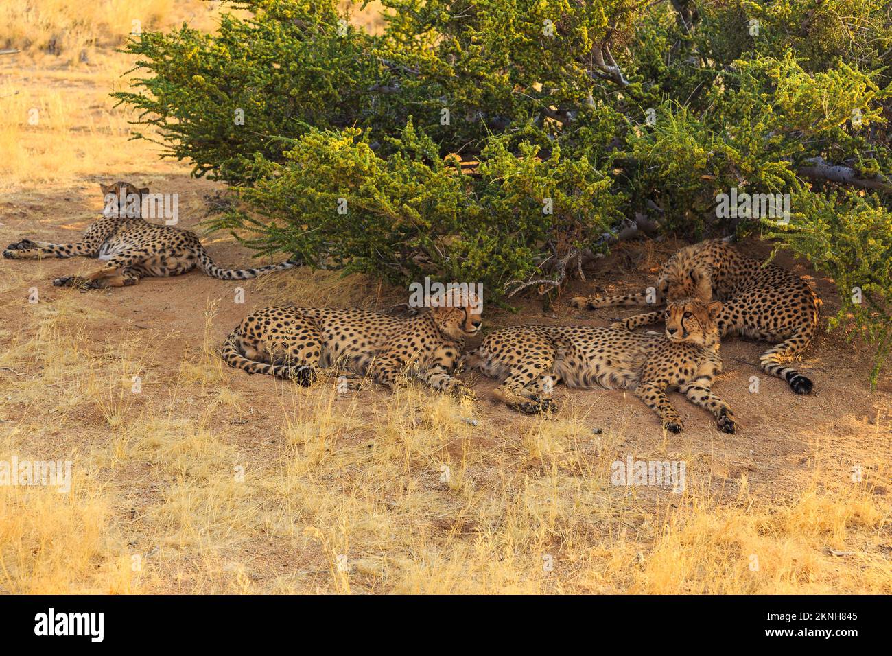 Cheetahs in the Namibian savannah. The fastest cats in the world ...