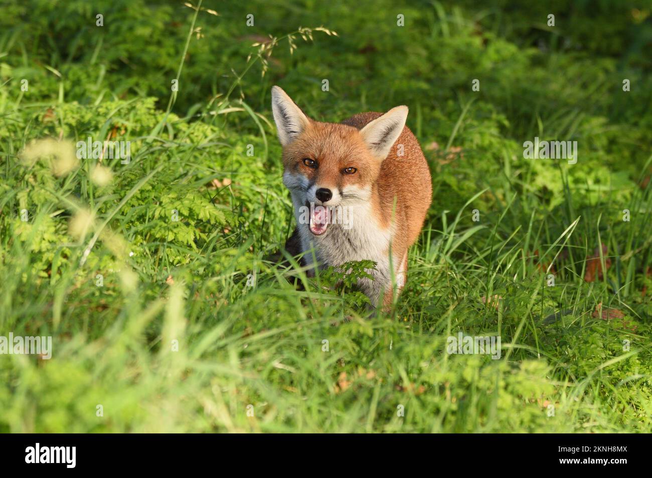 Urban Red Fox foraging at a small nature reserve in the suburbs of London, England, UK Stock ...