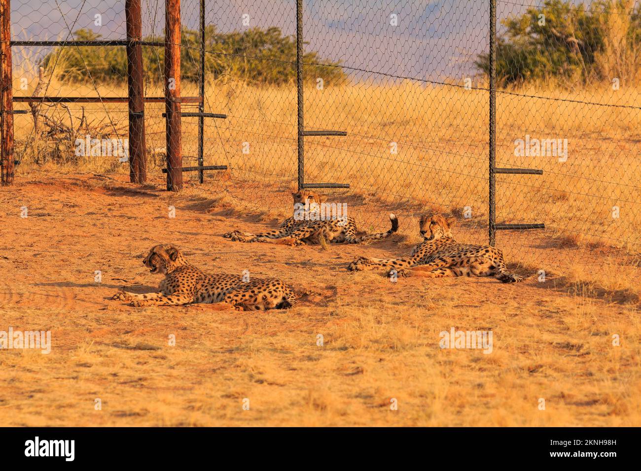 Cheetahs in the Namibian savannah. The fastest cats in the world ...