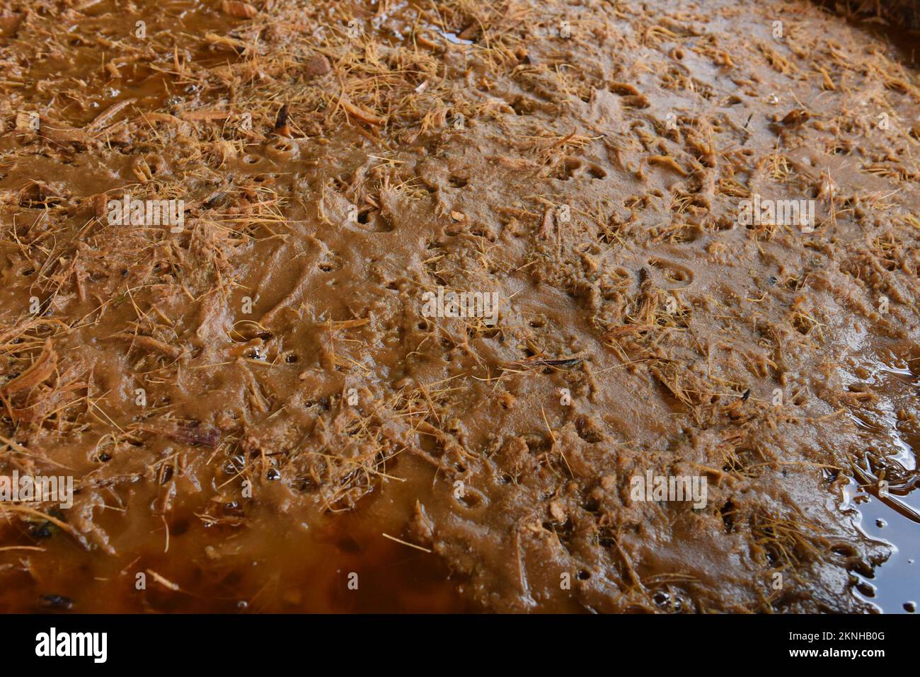 Agave mash fermenting hi-res stock photography and images - Alamy