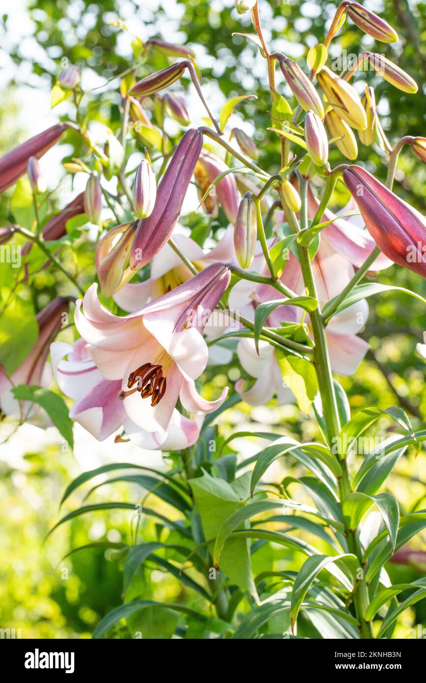 Beautiful lily tree flower on green garden background Stock Photo - Alamy