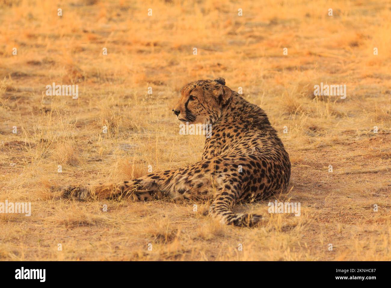 Cheetahs in the Namibian savannah. The fastest cats in the world ...