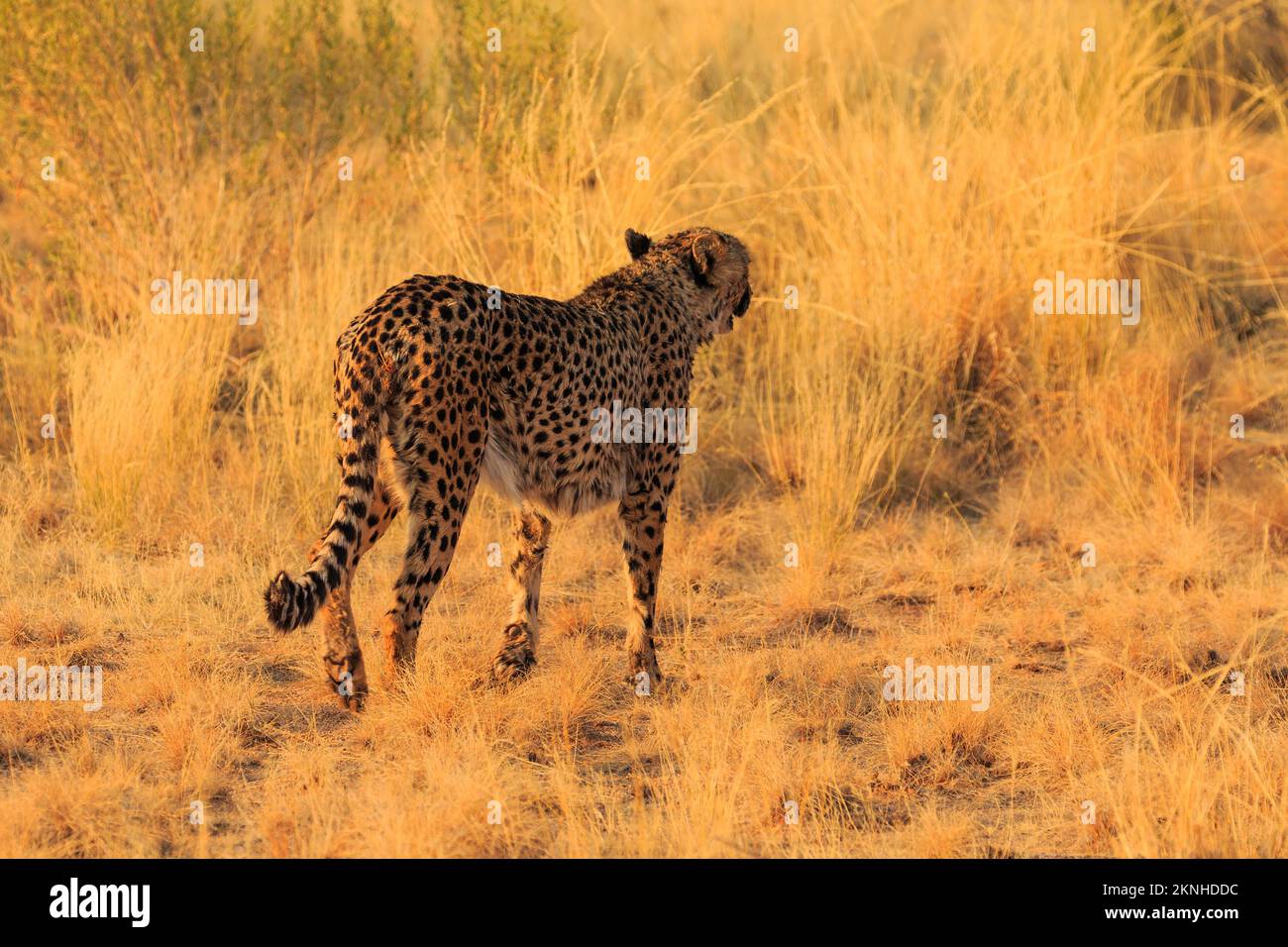 Cheetahs in the Namibian savannah. The fastest cats in the world ...