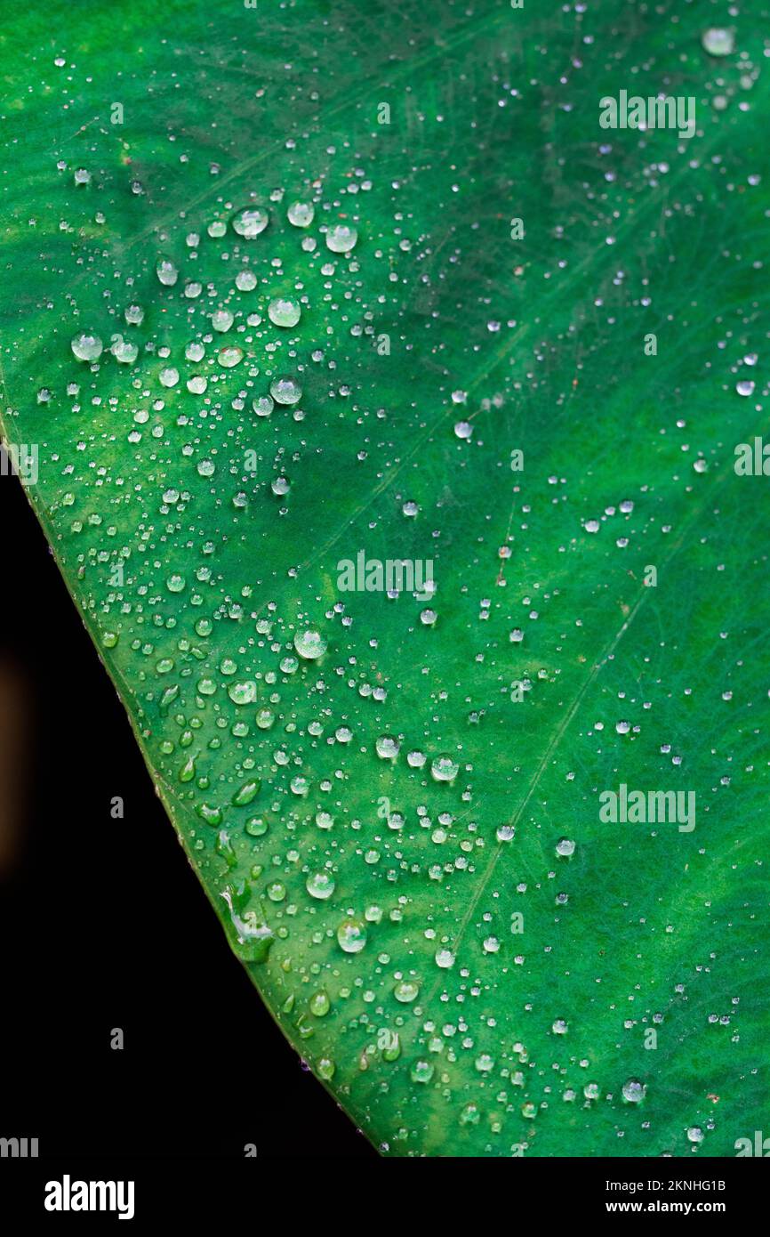The water drops on green taro leaf Stock Photo - Alamy