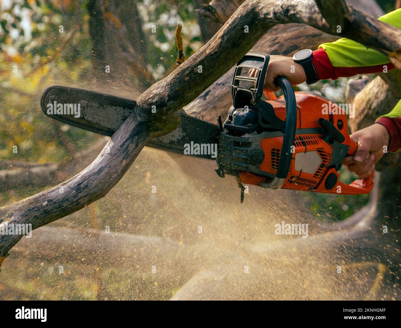 cutting off a dead branch while holding a chainsaw Stock Photo - Alamy