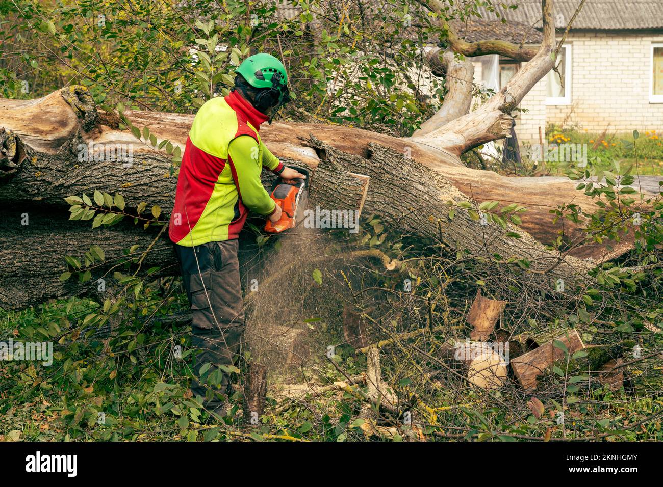 an arborist in bright sawing protective clothing and a helmet saws a ...