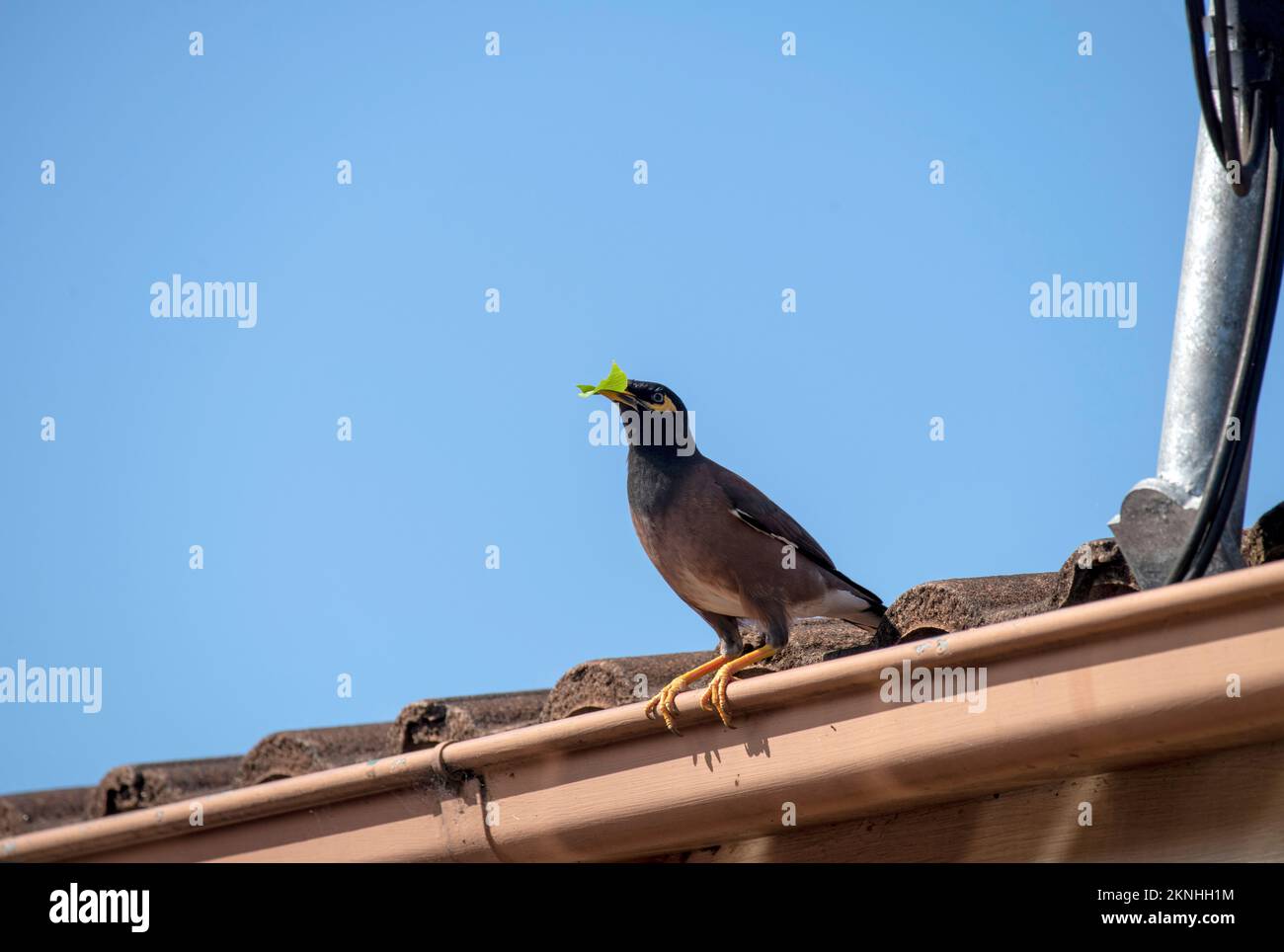 An Australian Common Myna (Acridotheres tristis) collecting nesting ...