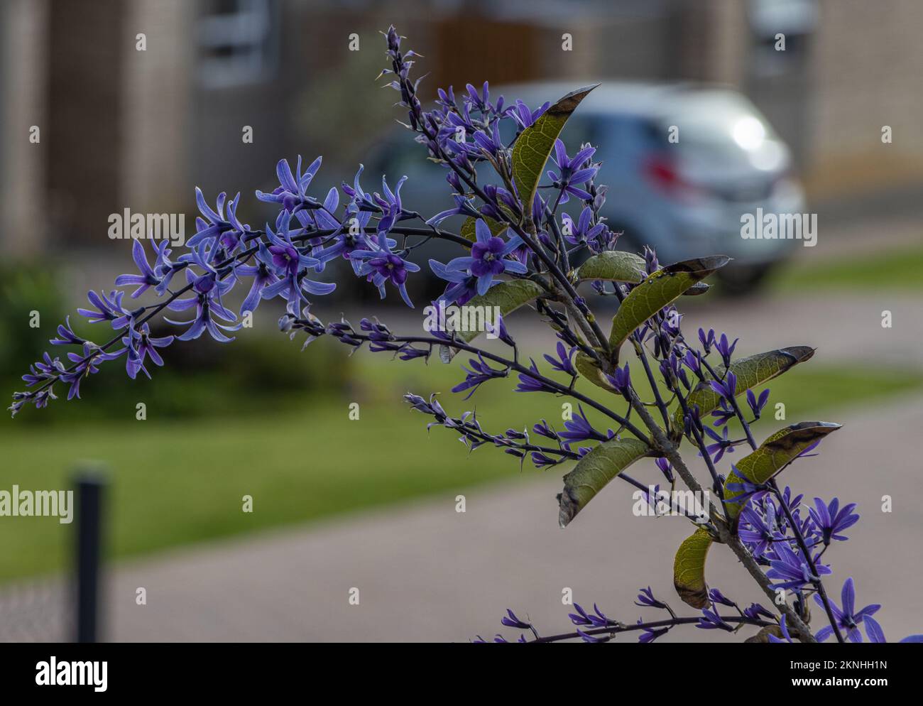 Panicle shaped flower hi-res stock photography and images - Alamy