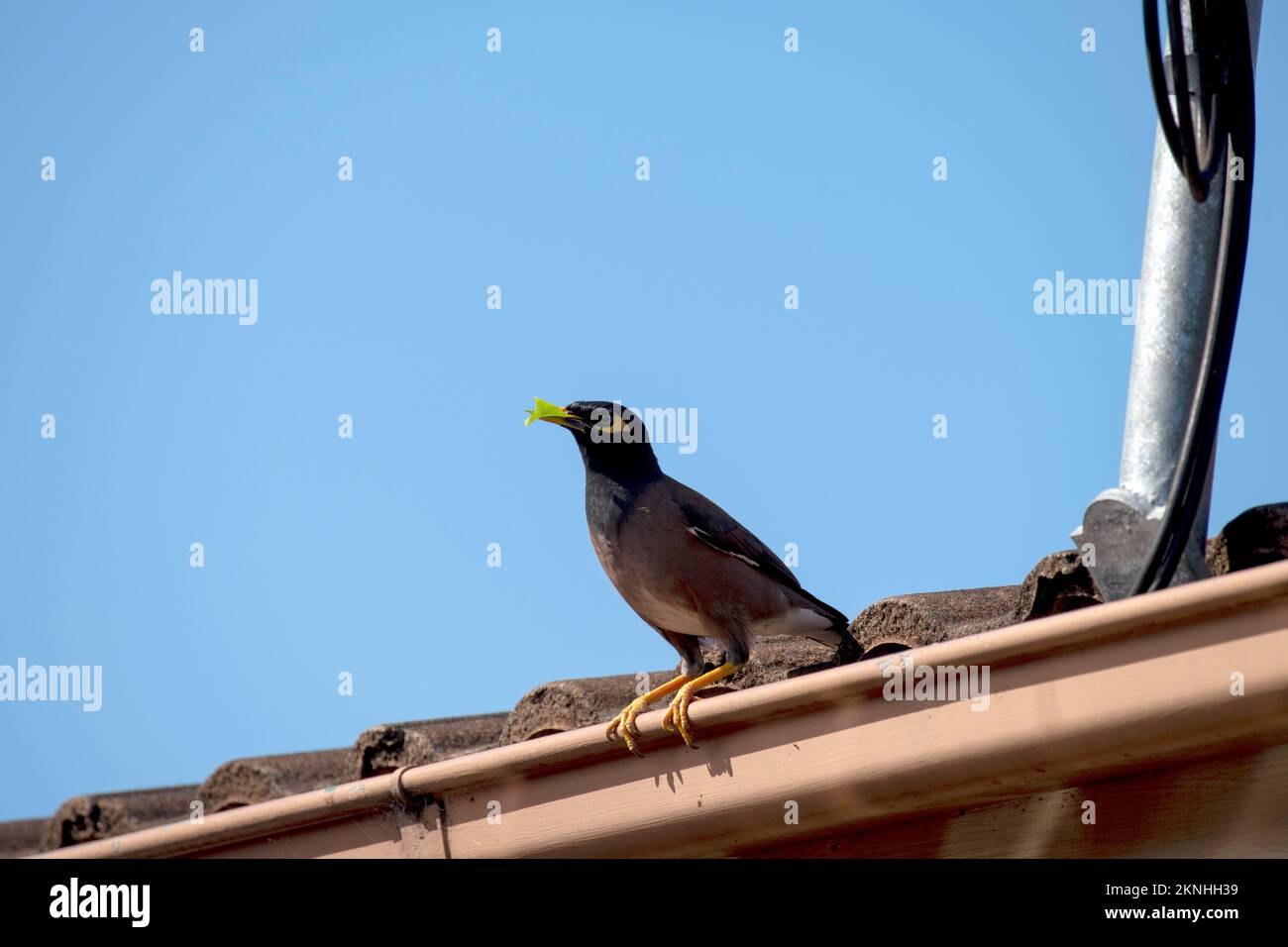 An Australian Common Myna (Acridotheres tristis) collecting nesting ...