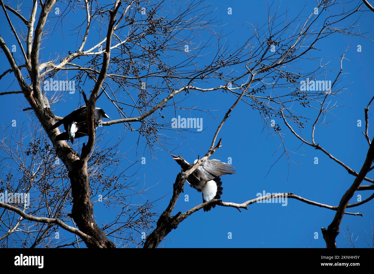 An adult Australian Magpie (Gymnorhina tibicen) and a juvenile Magpie ...