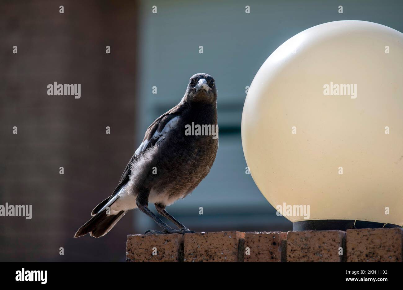 Juvenile australian magpie hi-res stock photography and images - Alamy