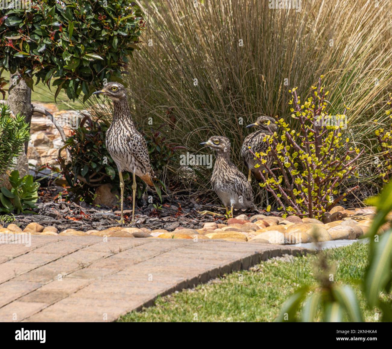 Stone Curlew Family (Burhinus capensis) in Garden Stock Photo - Alamy