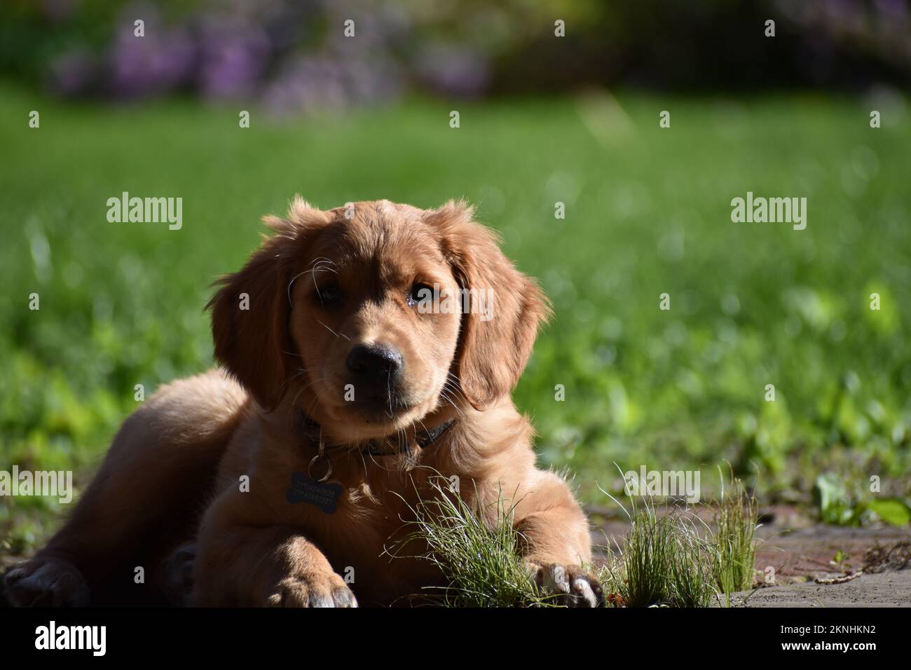 A golden retriever puppy playing in the summer sun Stock Photo - Alamy