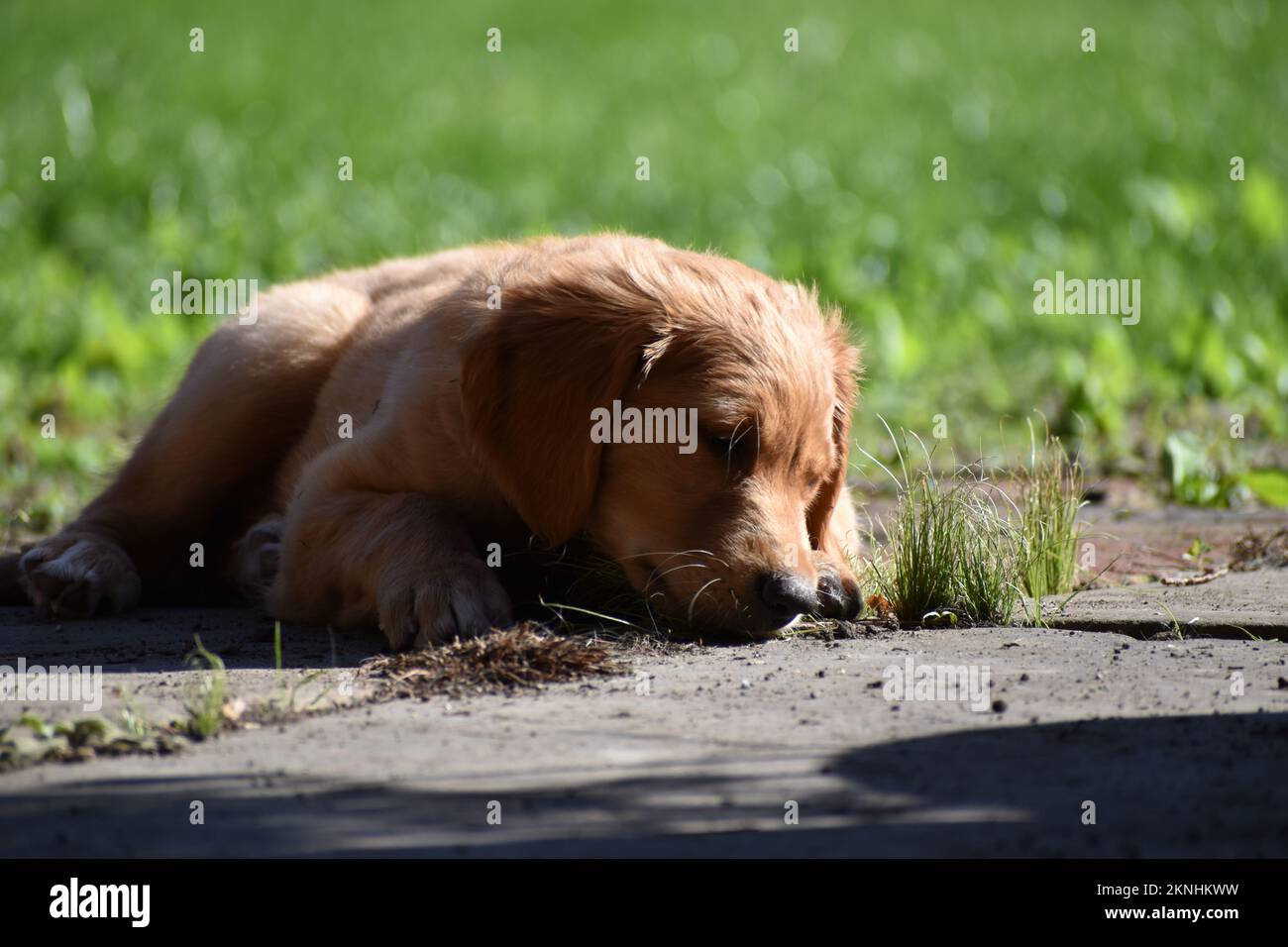 A golden retriever puppy playing in the summer sun Stock Photo - Alamy