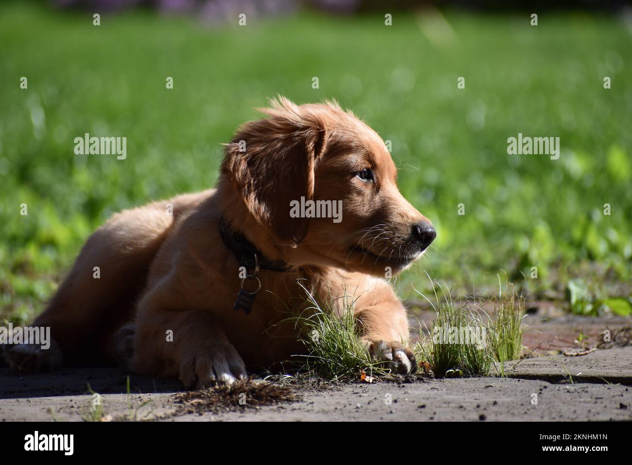 A golden retriever puppy playing in the summer sun Stock Photo - Alamy