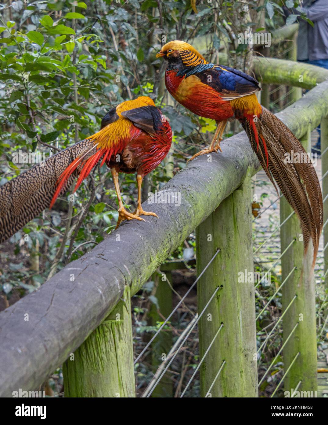 Golden pheasants (Chrysolophus pictus) at Birds of Eden bird Sanctuary ...