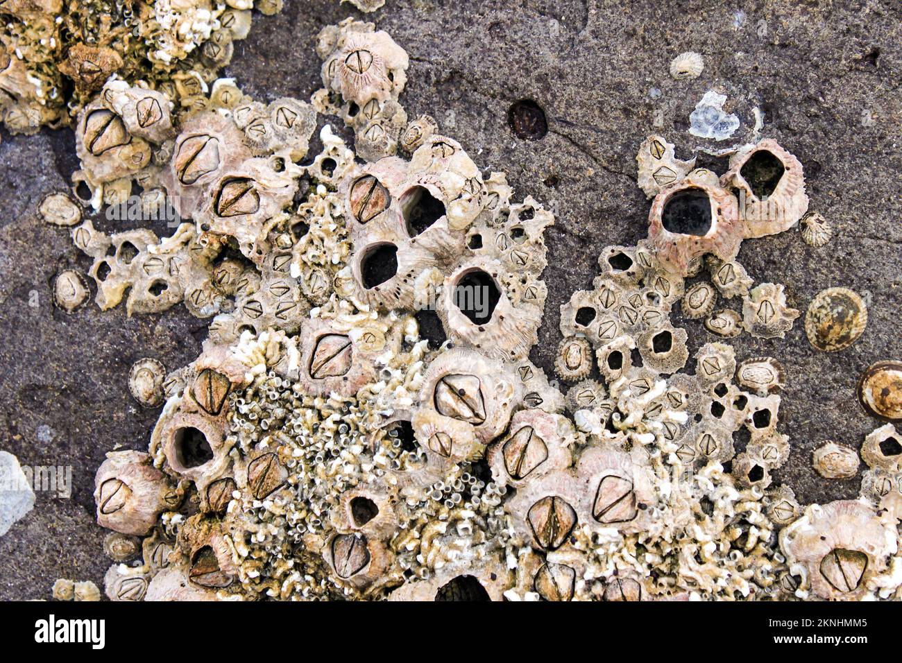 Barnacles beach hi-res stock photography and images - Alamy