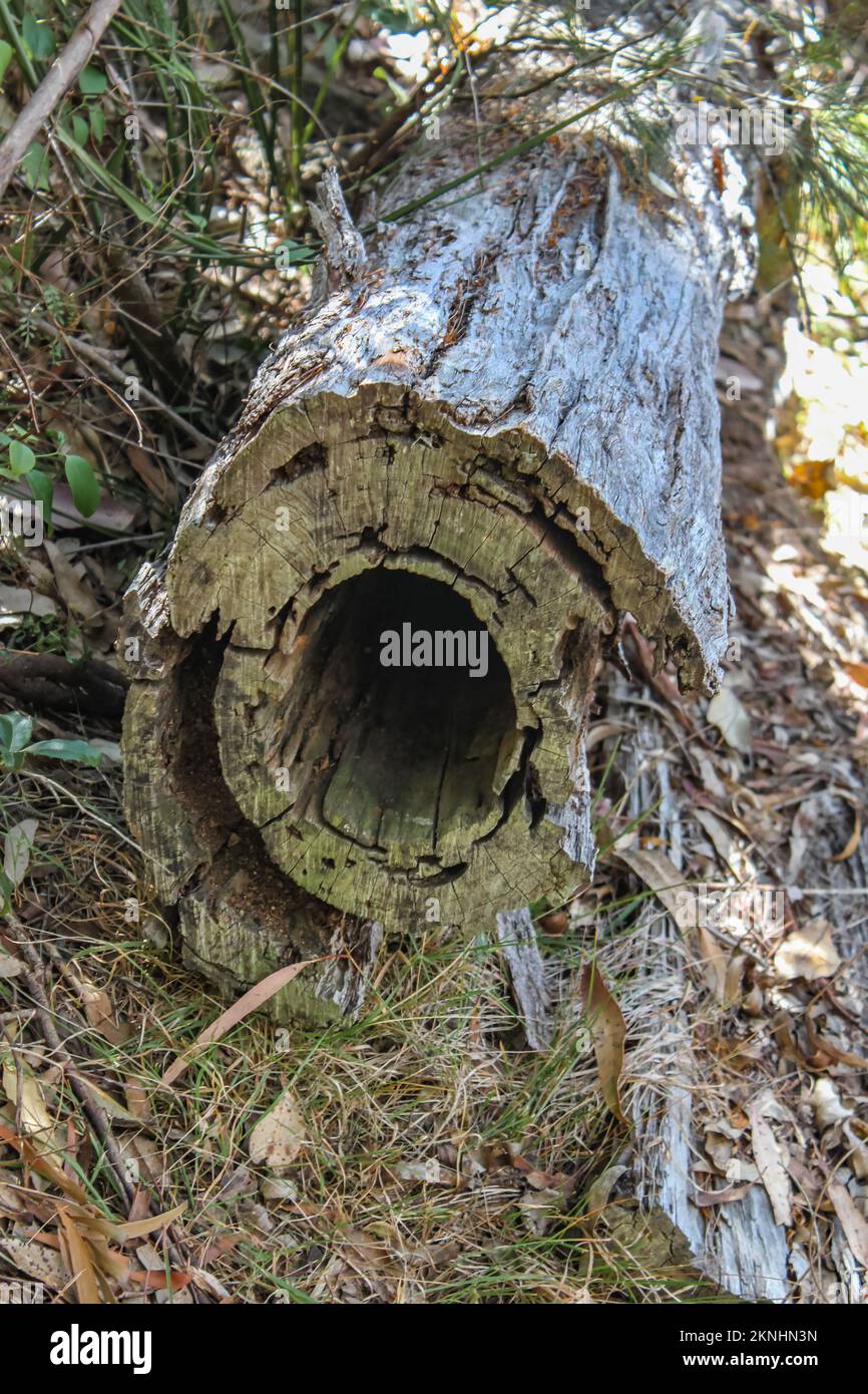 Cross-section of cut tree with hollow core laying on ground - selective ...