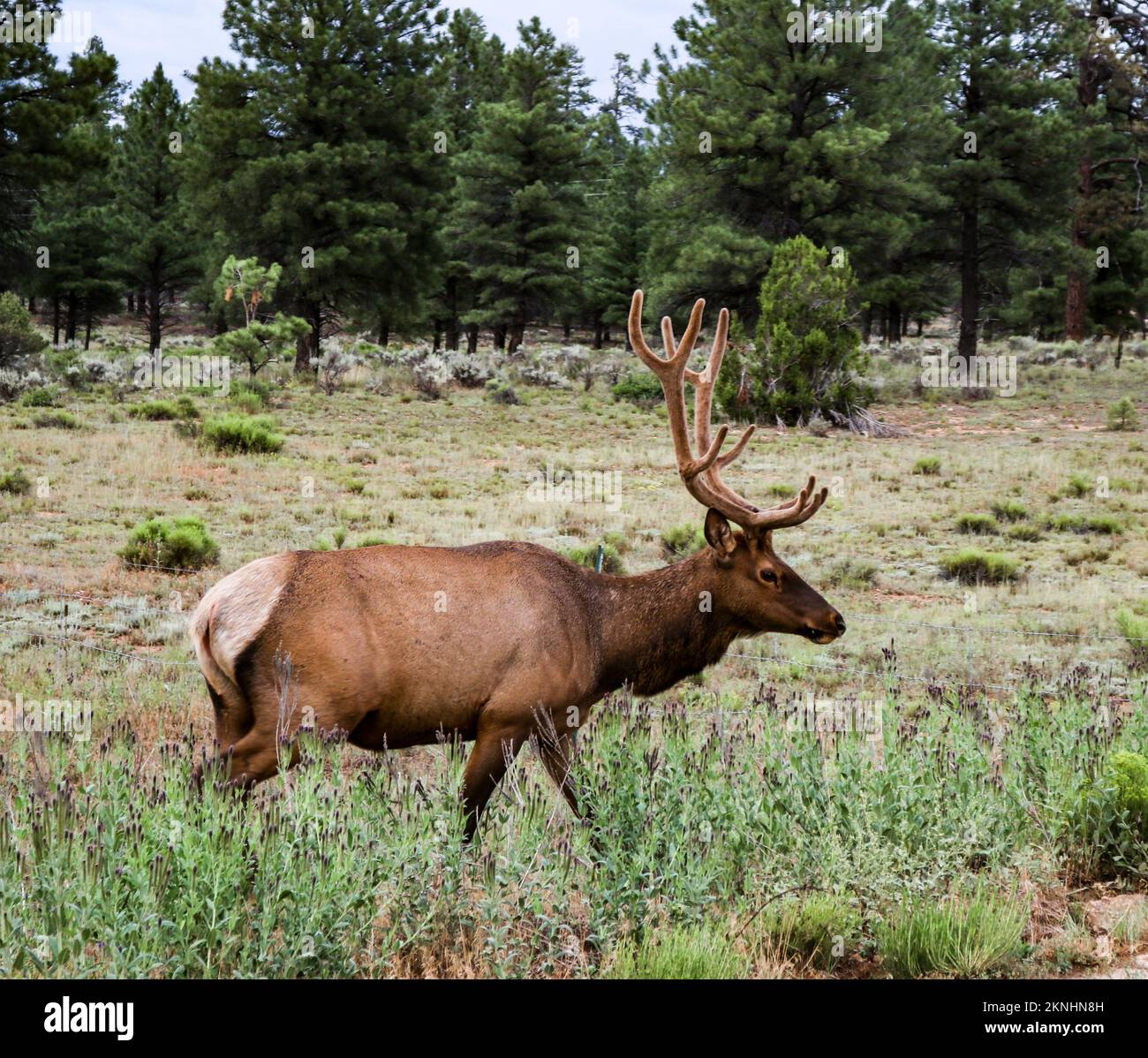 Elk with rack walking along in pasture with sage in front of evergreen ...