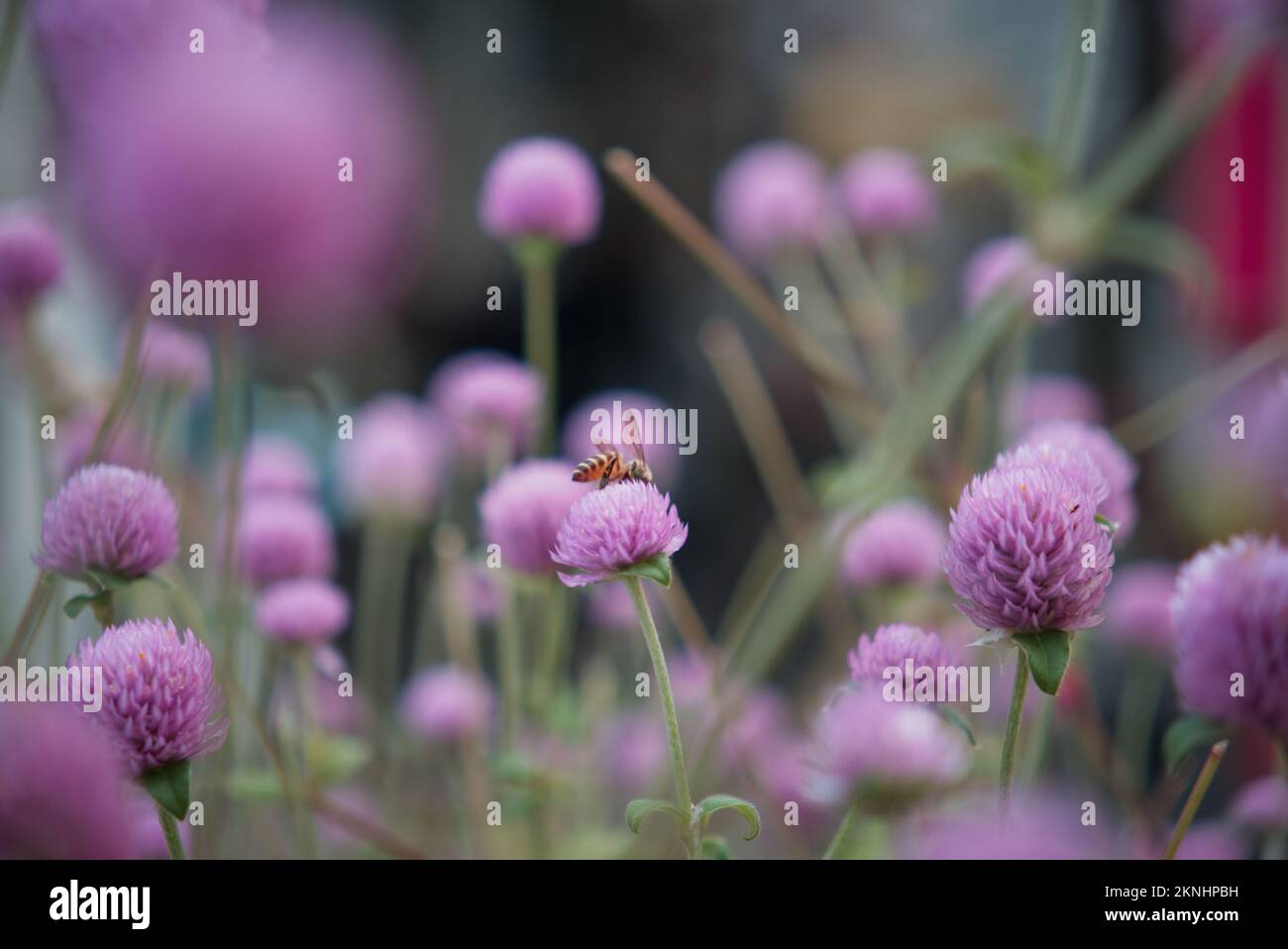 A selective focus of a bumblebee (Bombus) in a flower field crawling on ...