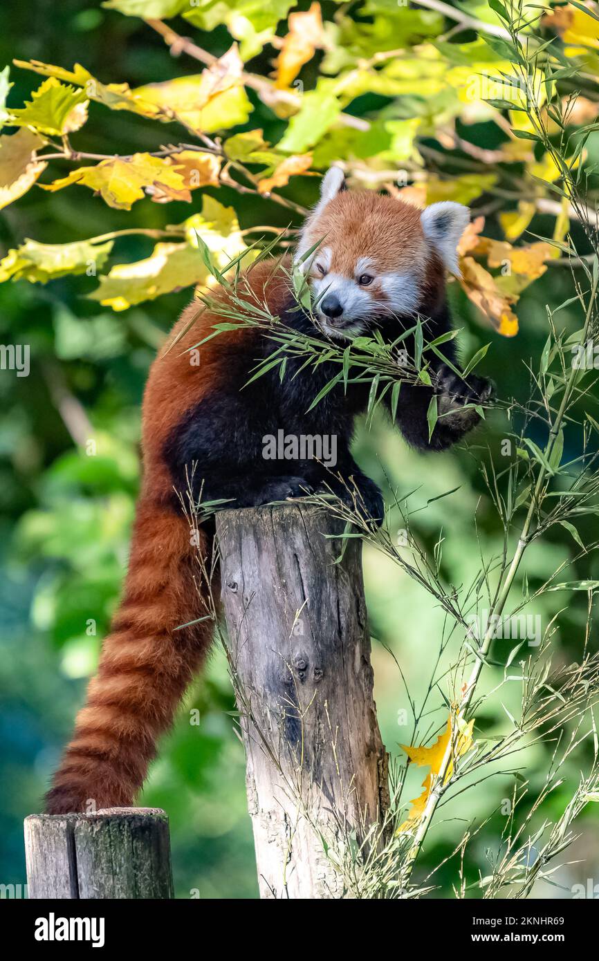 A red panda, Ailurus fulgens, eating bamboo, sitting on a branch Stock ...
