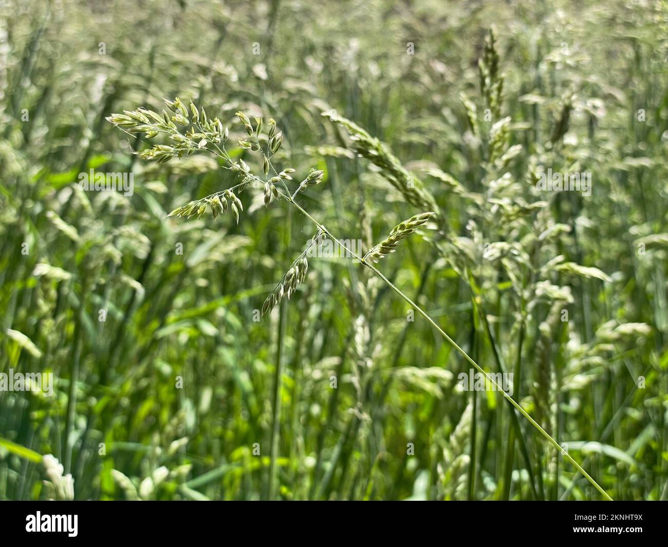 Kentucky bluegrass plant hi-res stock photography and images - Alamy