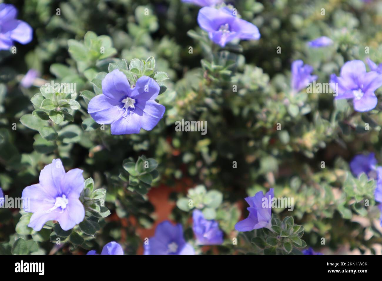 A closeup of blue flowers on bush against blurred background Stock ...
