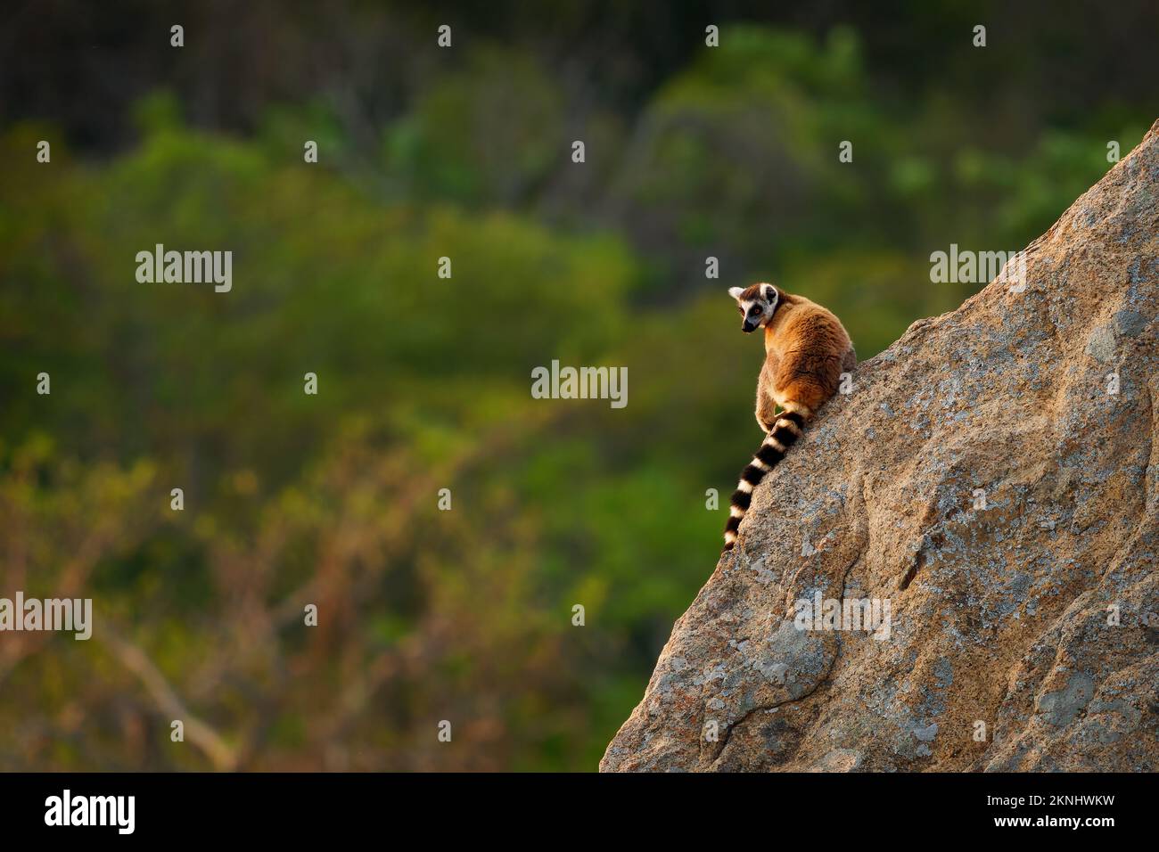Ring-tailed Lemur - Lemur catta large strepsirrhine primate with long ...