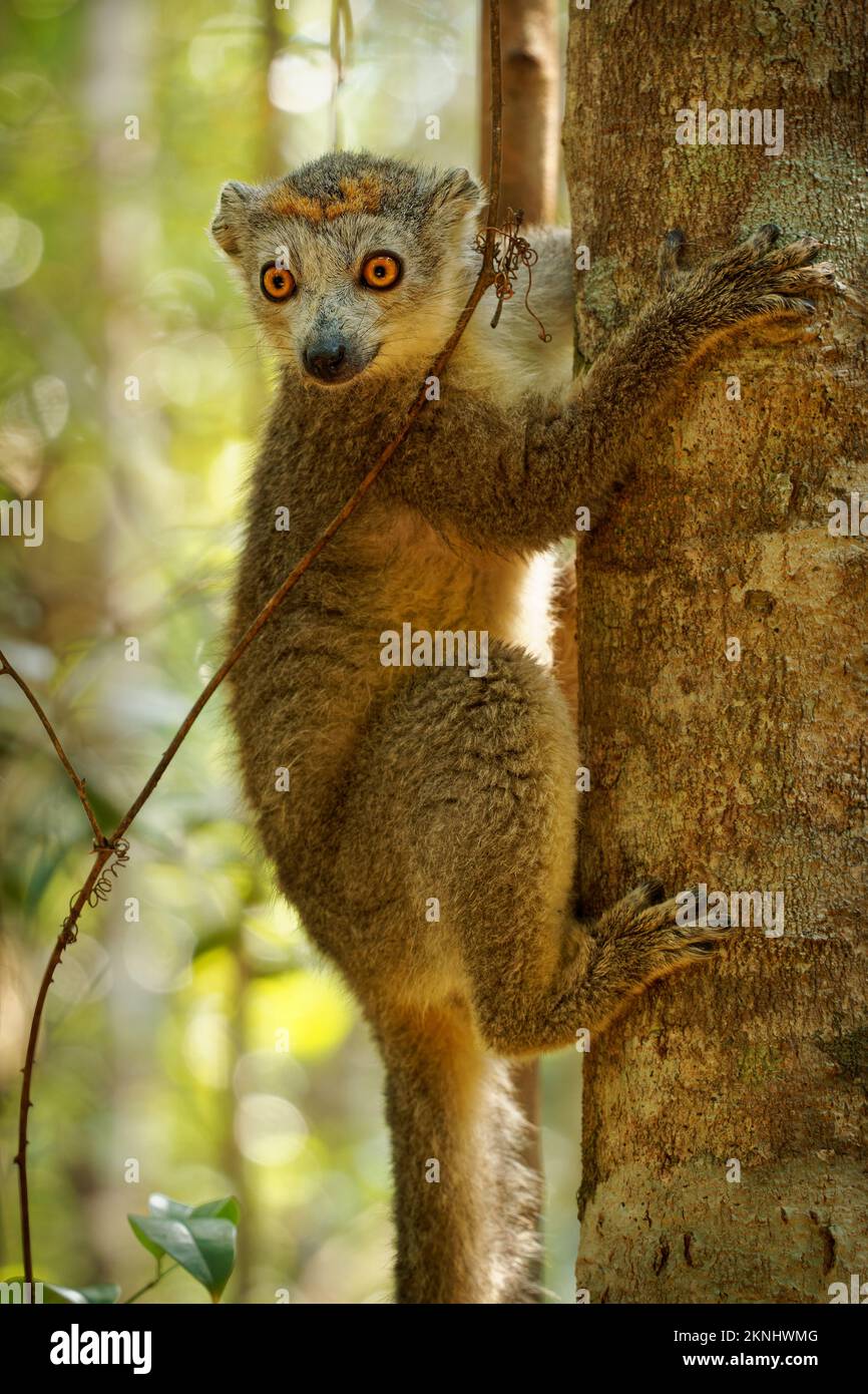 Crowned Lemur - Eulemur coronatus endemic to the dry deciduous forests ...