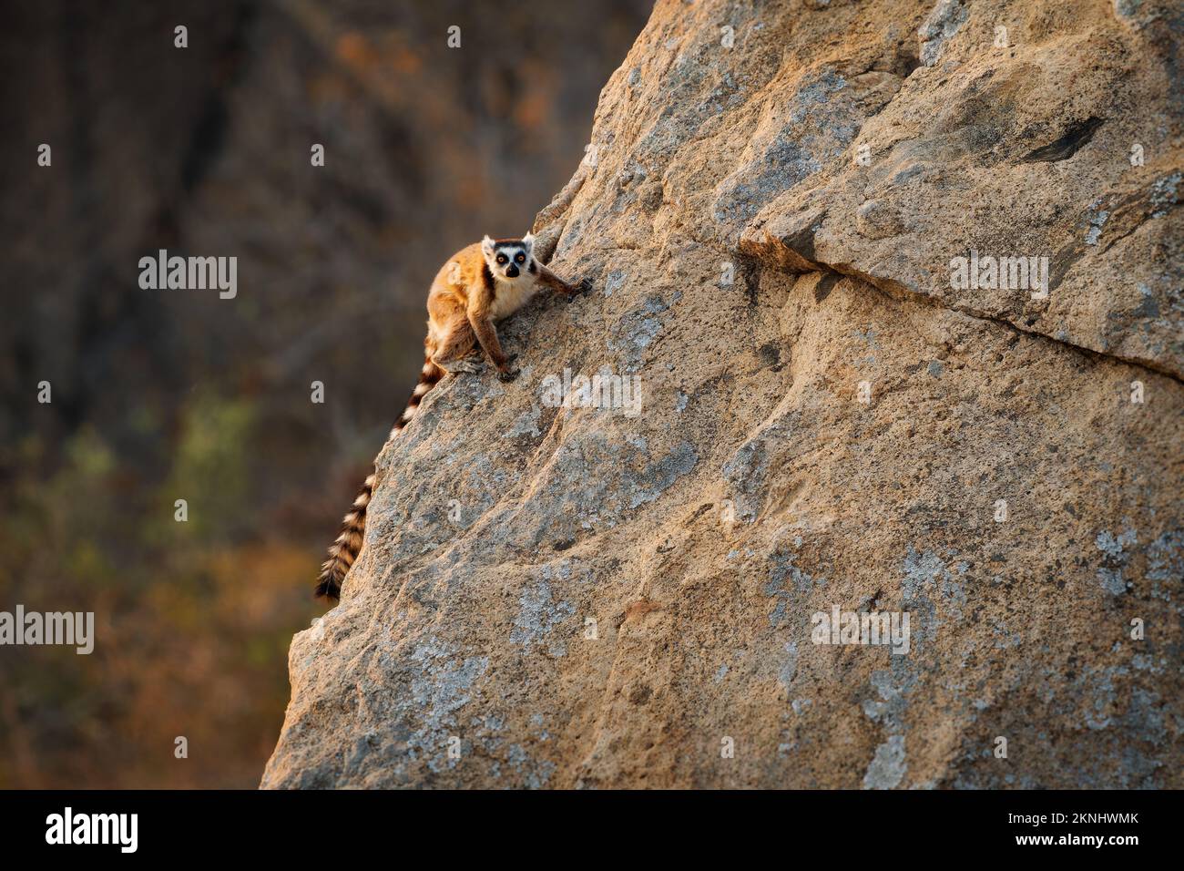 Ring-tailed Lemur - Lemur catta large strepsirrhine primate with long ...
