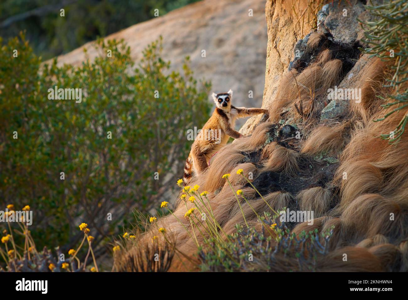 Calmati Lemure 30+ Lemur Madagascar Civet Cat Prosimian Stock Photos,