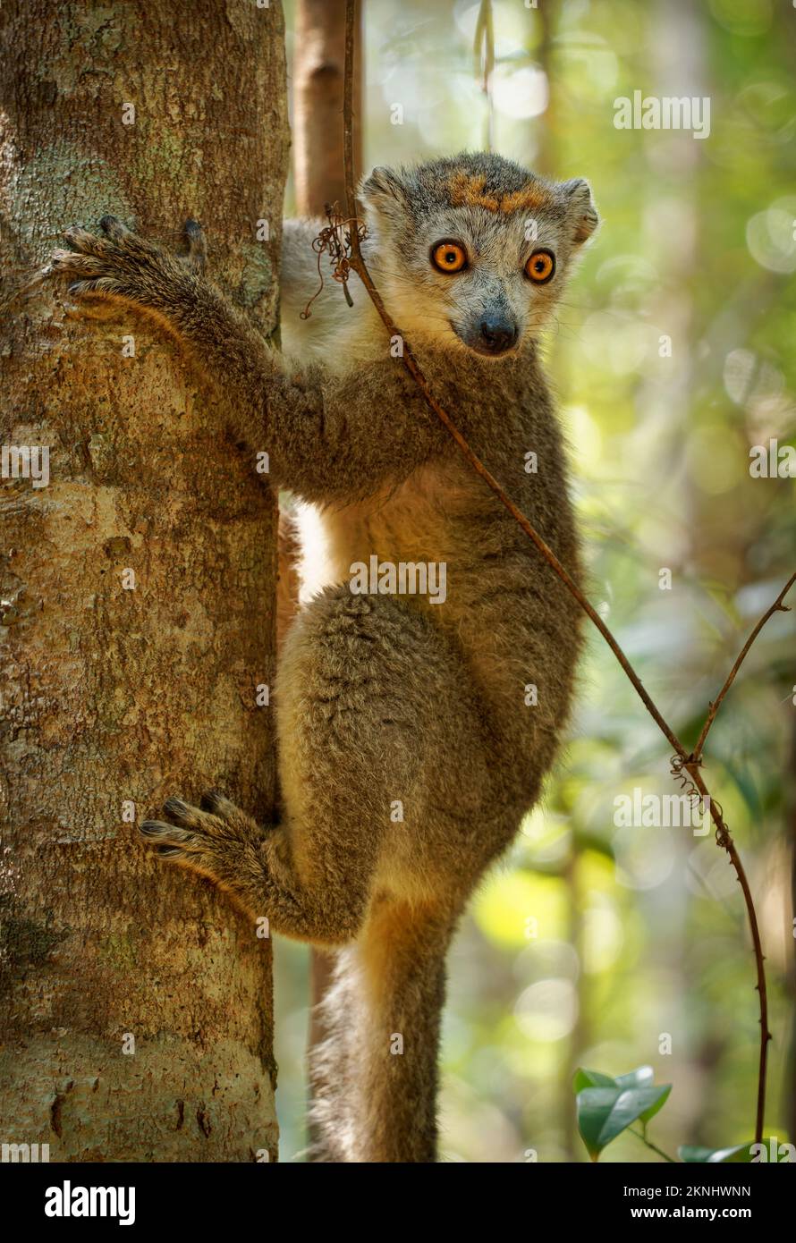 Crowned Lemur - Eulemur coronatus endemic to the dry deciduous forests ...
