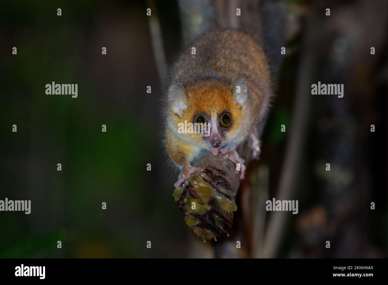 Rufous or Brown Mouse Lemur - Microcebus rufus small primate of ...